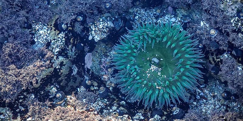 Unlocking Nature's Antifungal Power: The Key Role of Chitinases in ...